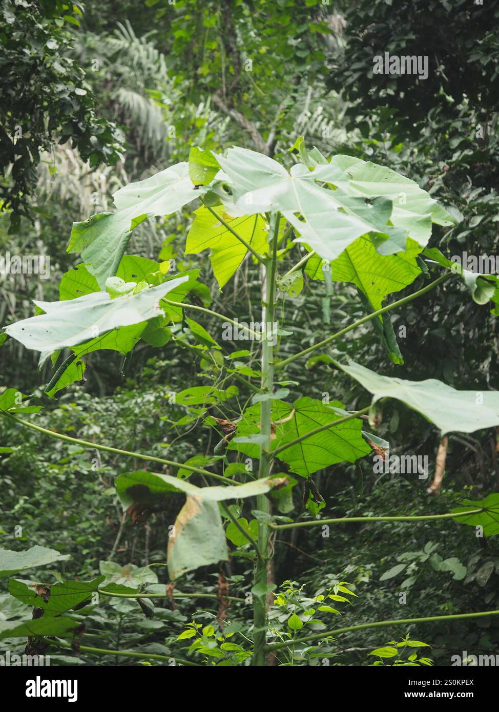 Balsa Tree (Ochroma pyramidale Stock Photo - Alamy