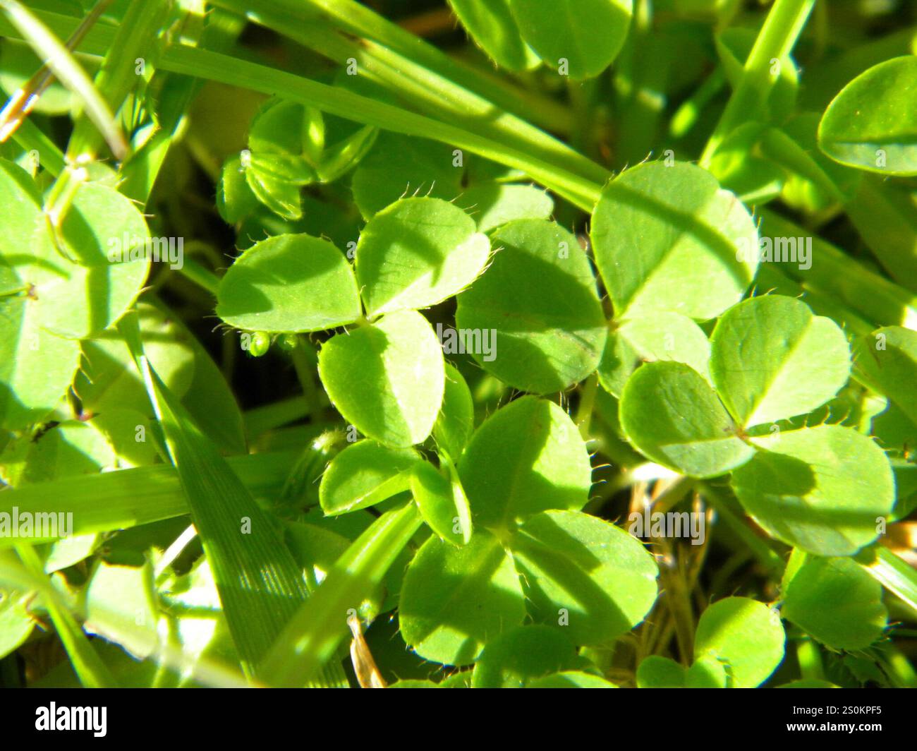 Mini Sorrel (Oxalis minuta Stock Photo - Alamy