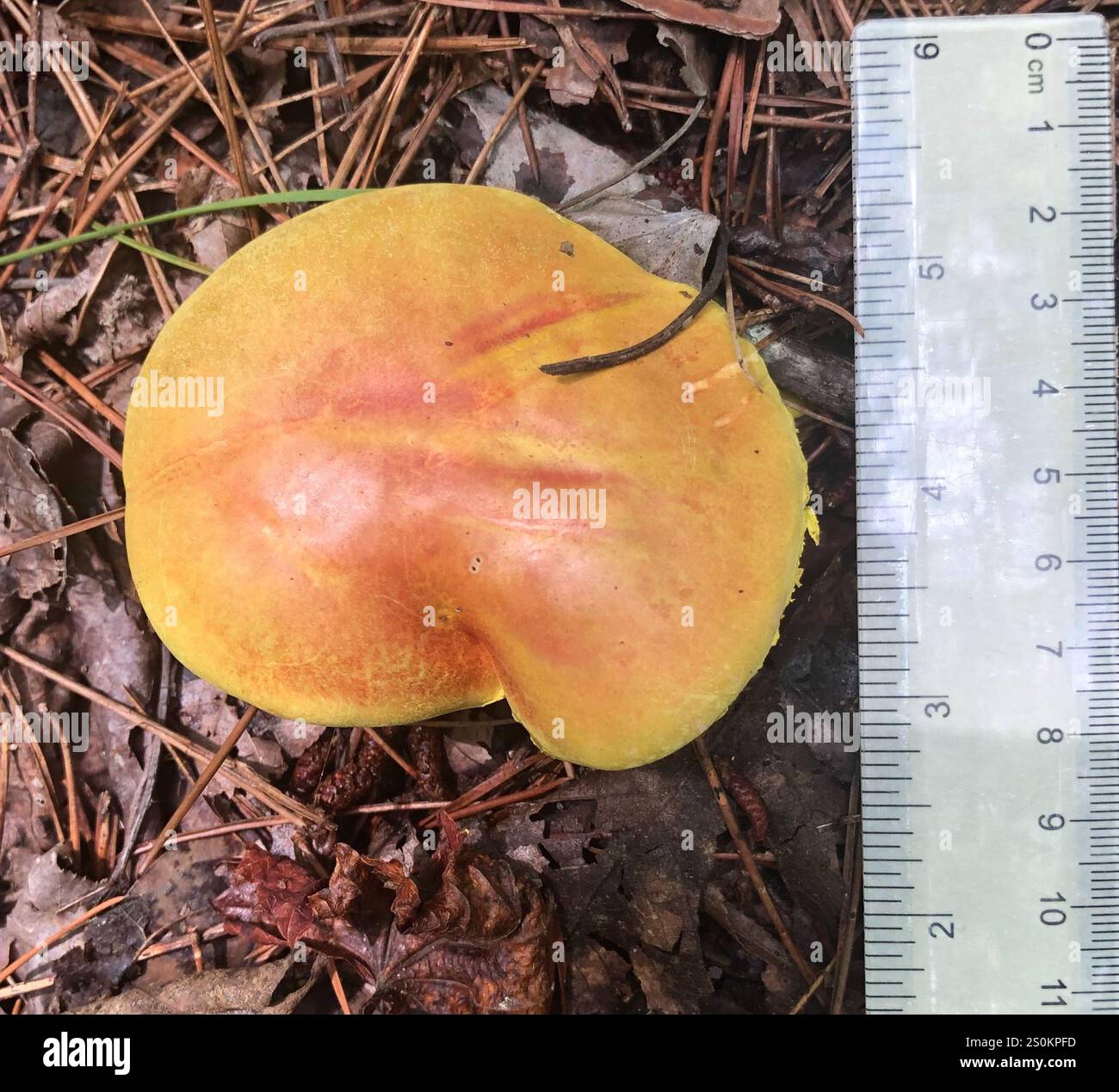 powdery sulfur bolete (Pulveroboletus ravenelii Stock Photo - Alamy