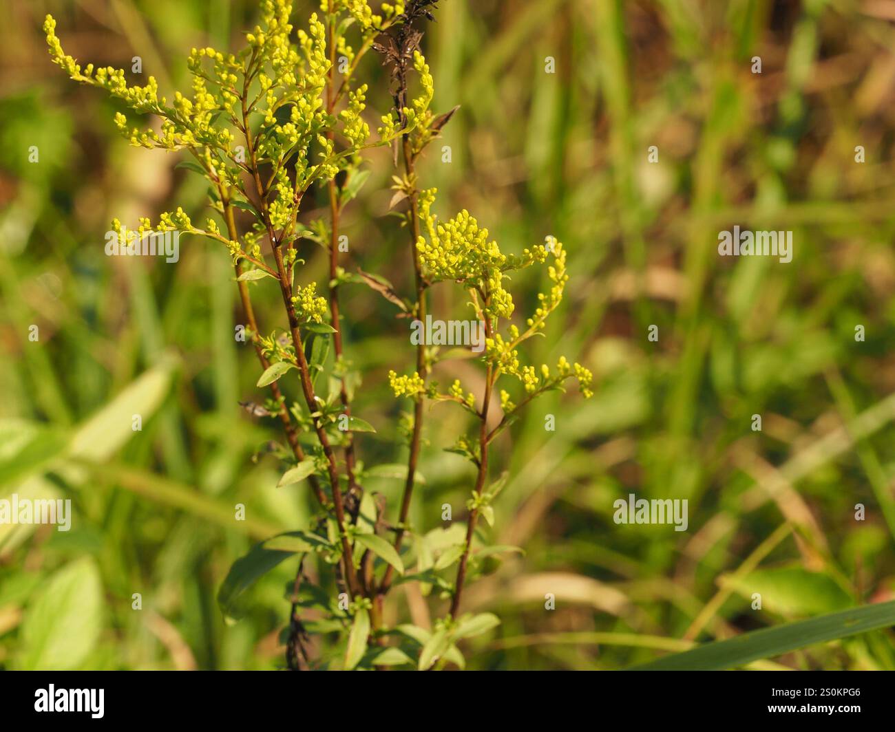 early goldenrod (Solidago juncea Stock Photo - Alamy