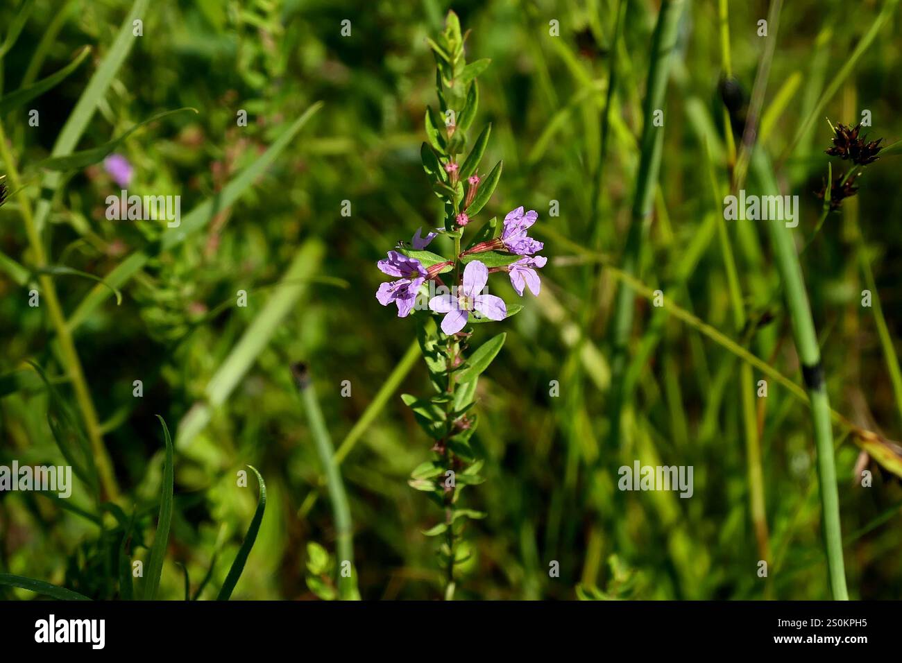 Lythrum alatum hi-res stock photography and images - Alamy