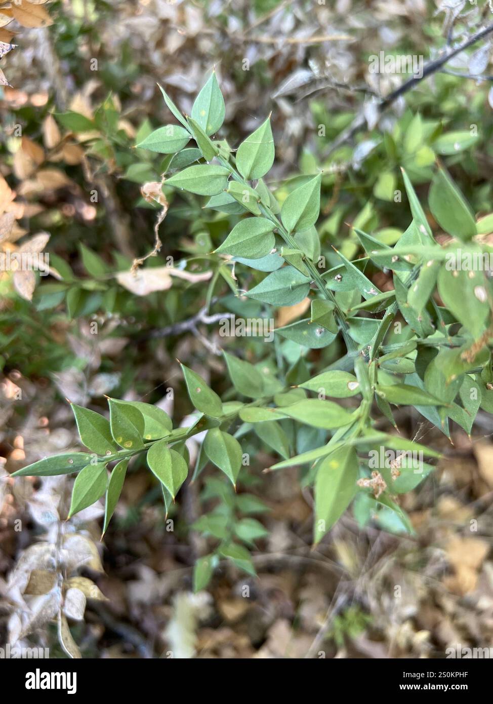butcher's-broom (Ruscus aculeatus Stock Photo - Alamy