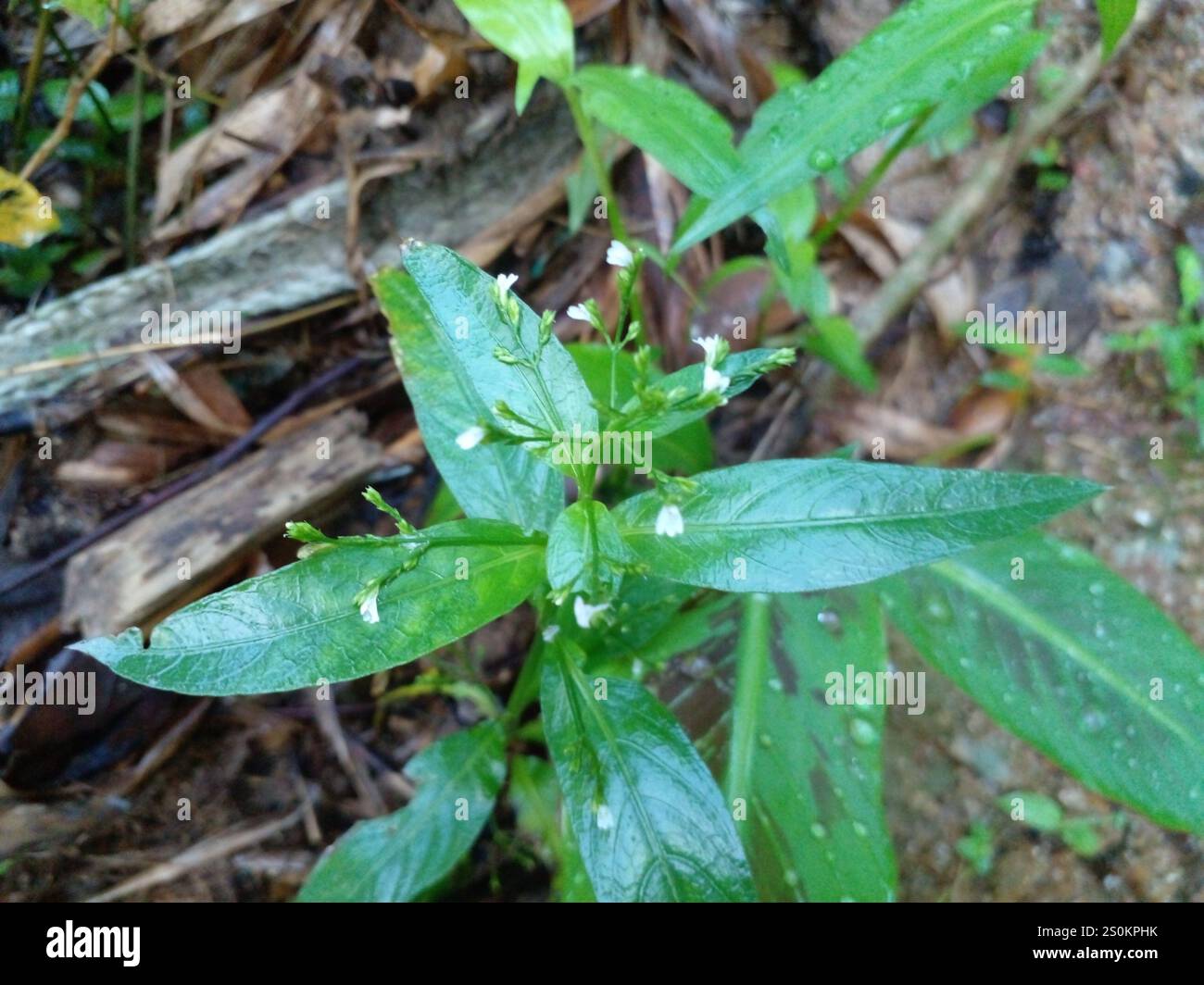 Green Chiretta (Andrographis paniculata Stock Photo - Alamy
