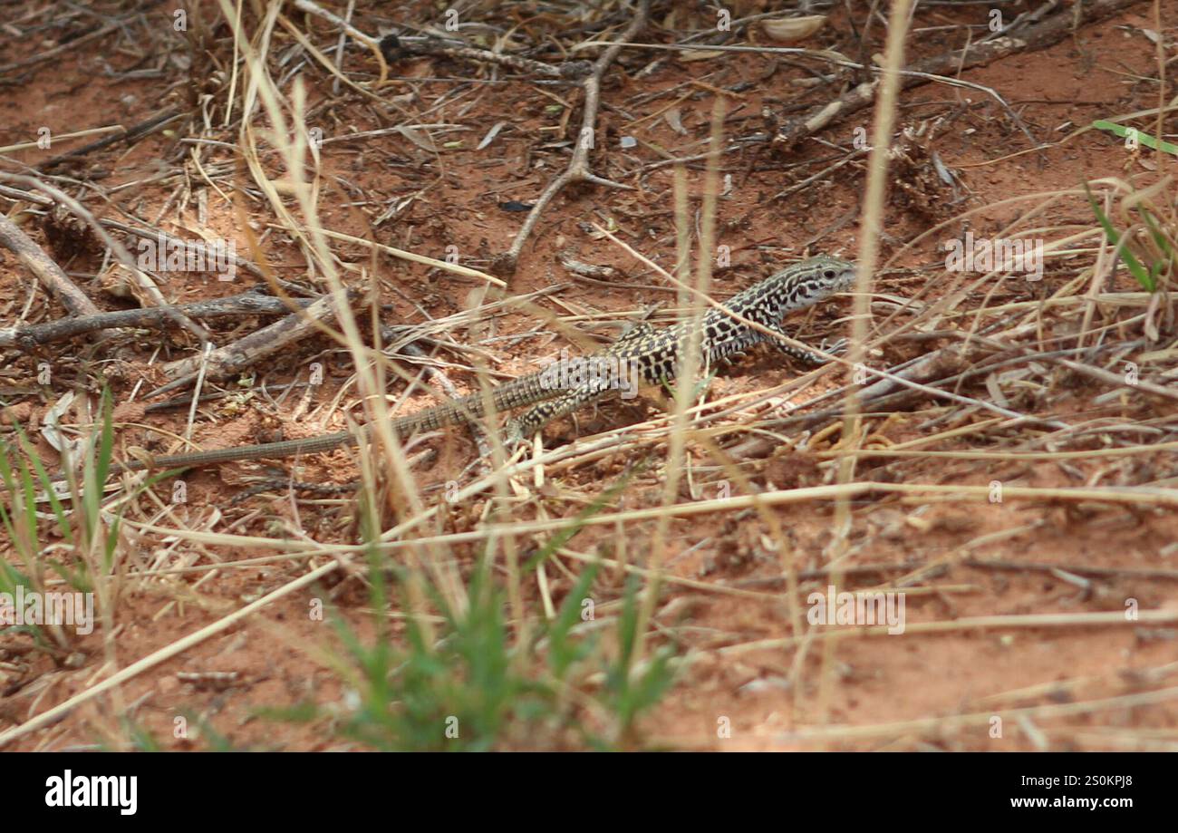Common Checkered Whiptail (Aspidoscelis tesselatus Stock Photo - Alamy