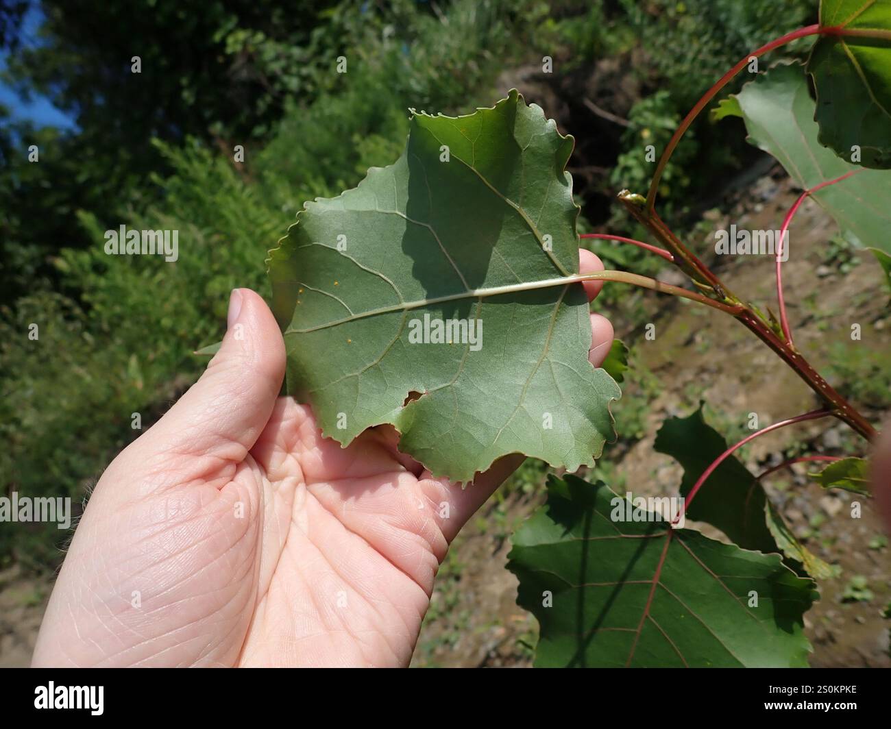 Eastern Cottonwood (Populus deltoides Stock Photo - Alamy