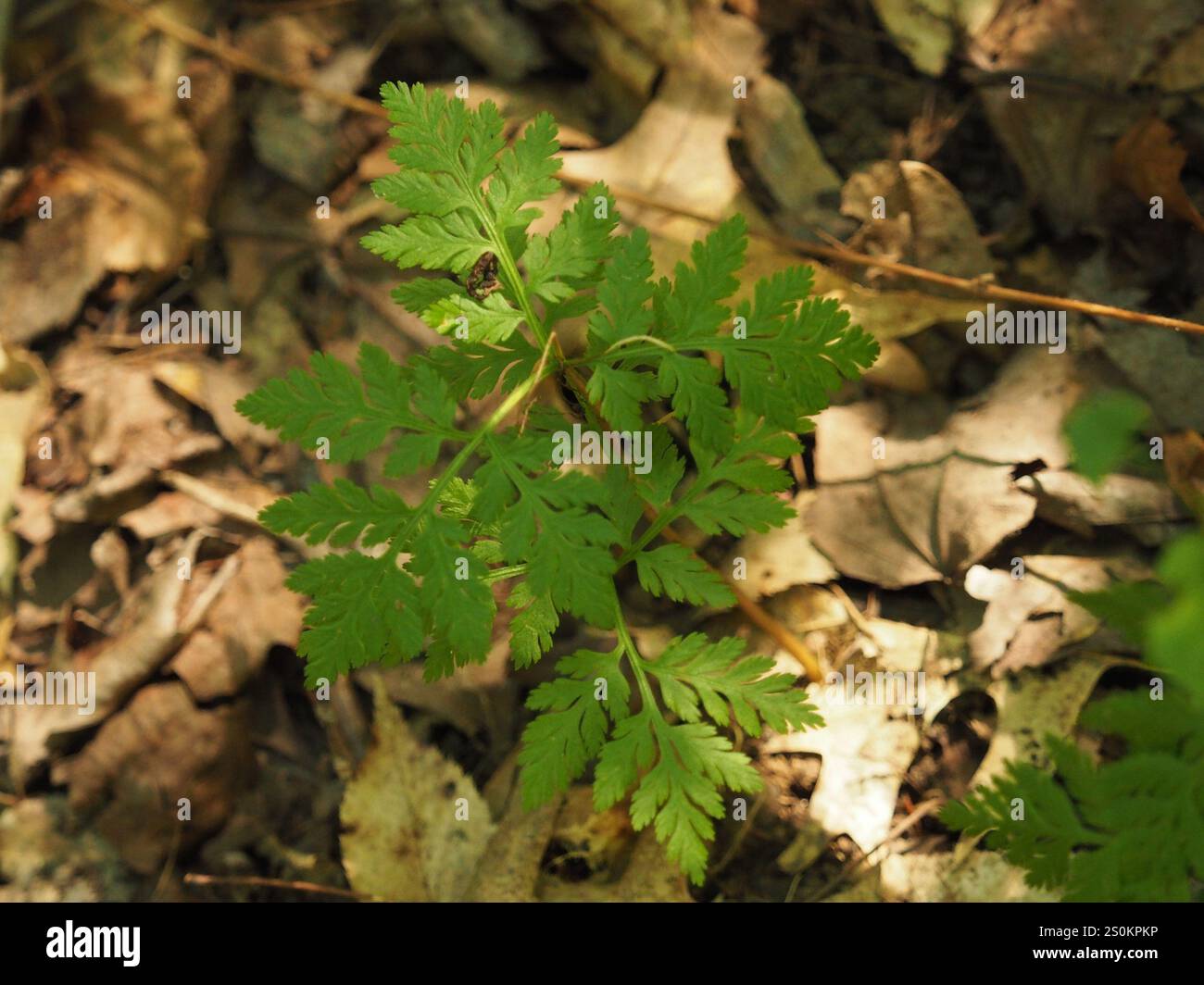 rattlesnake fern (Botrypus virginianus Stock Photo - Alamy
