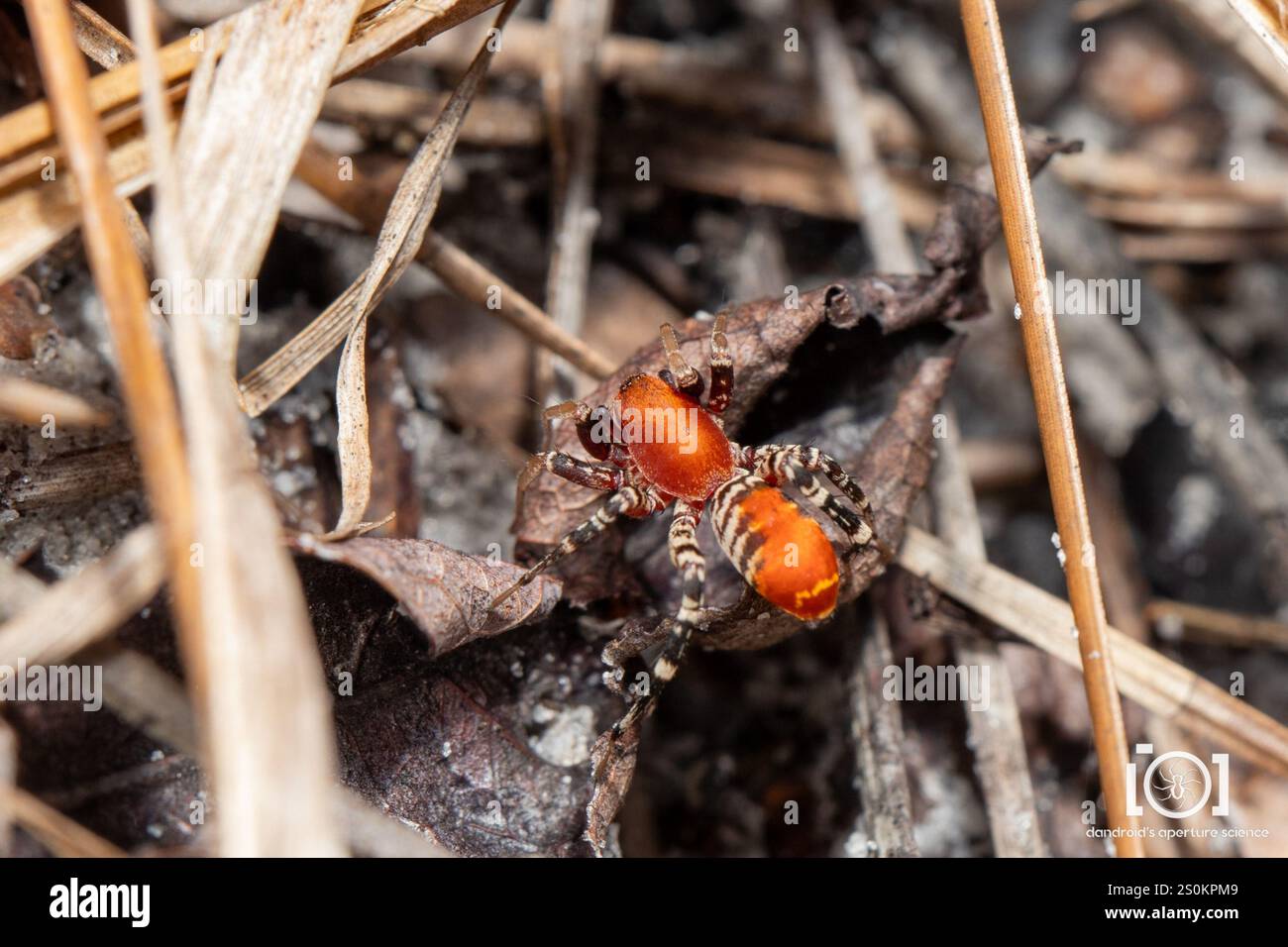 Orange Ant-mimic Sac Spider (Castianeira amoena Stock Photo - Alamy