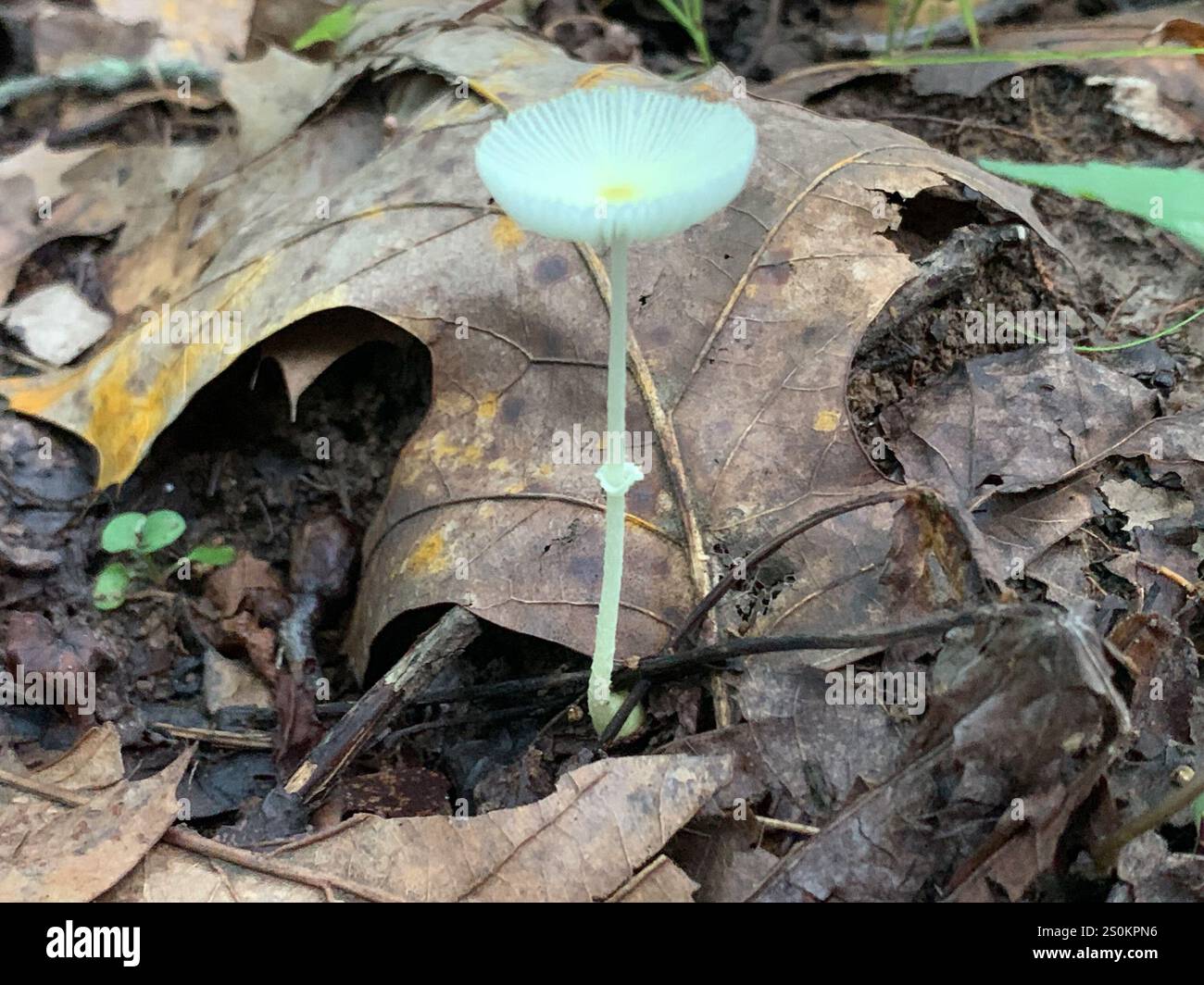 Fragile Dapperling (Leucocoprinus fragilissimus Stock Photo - Alamy