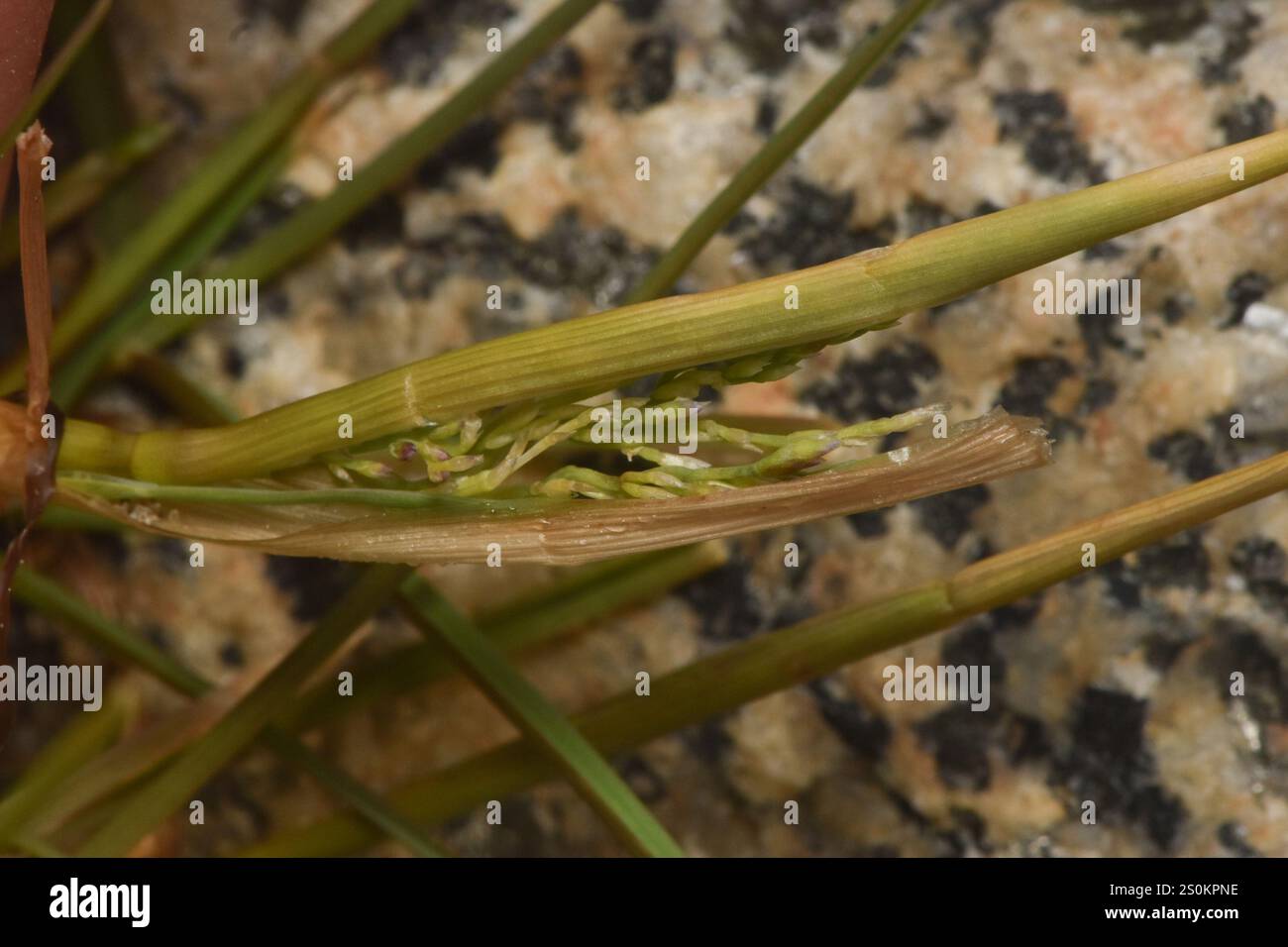 dwarf alkali grass (Puccinellia pumila Stock Photo - Alamy