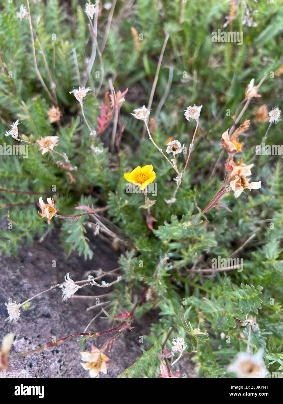 Ross' Avens (Geum rossii Stock Photo - Alamy