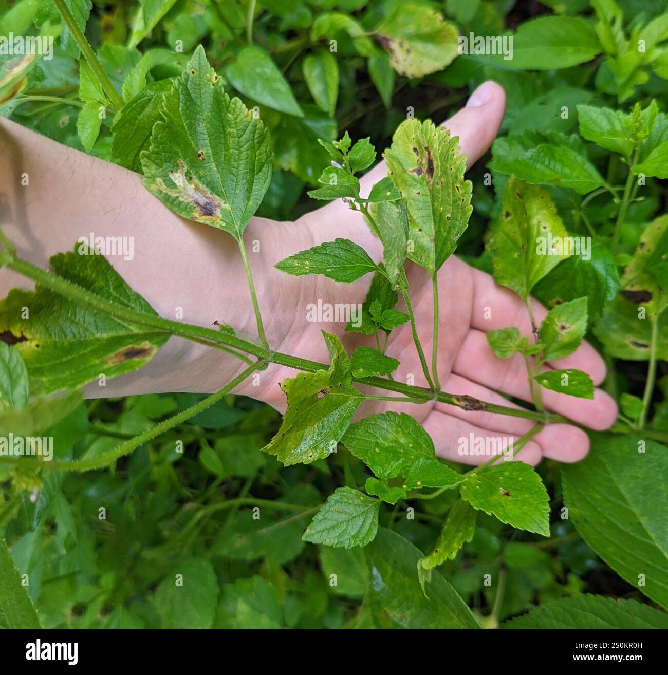 Tropical Bushmint (Hyptis mutabilis Stock Photo - Alamy