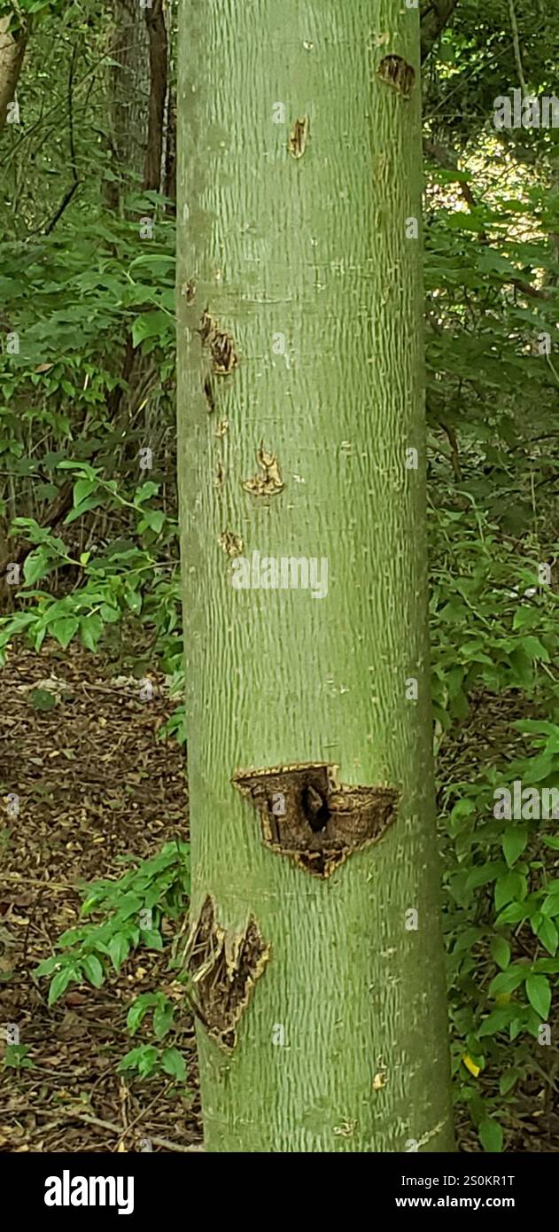 Chinese parasol tree (Firmiana simplex Stock Photo - Alamy