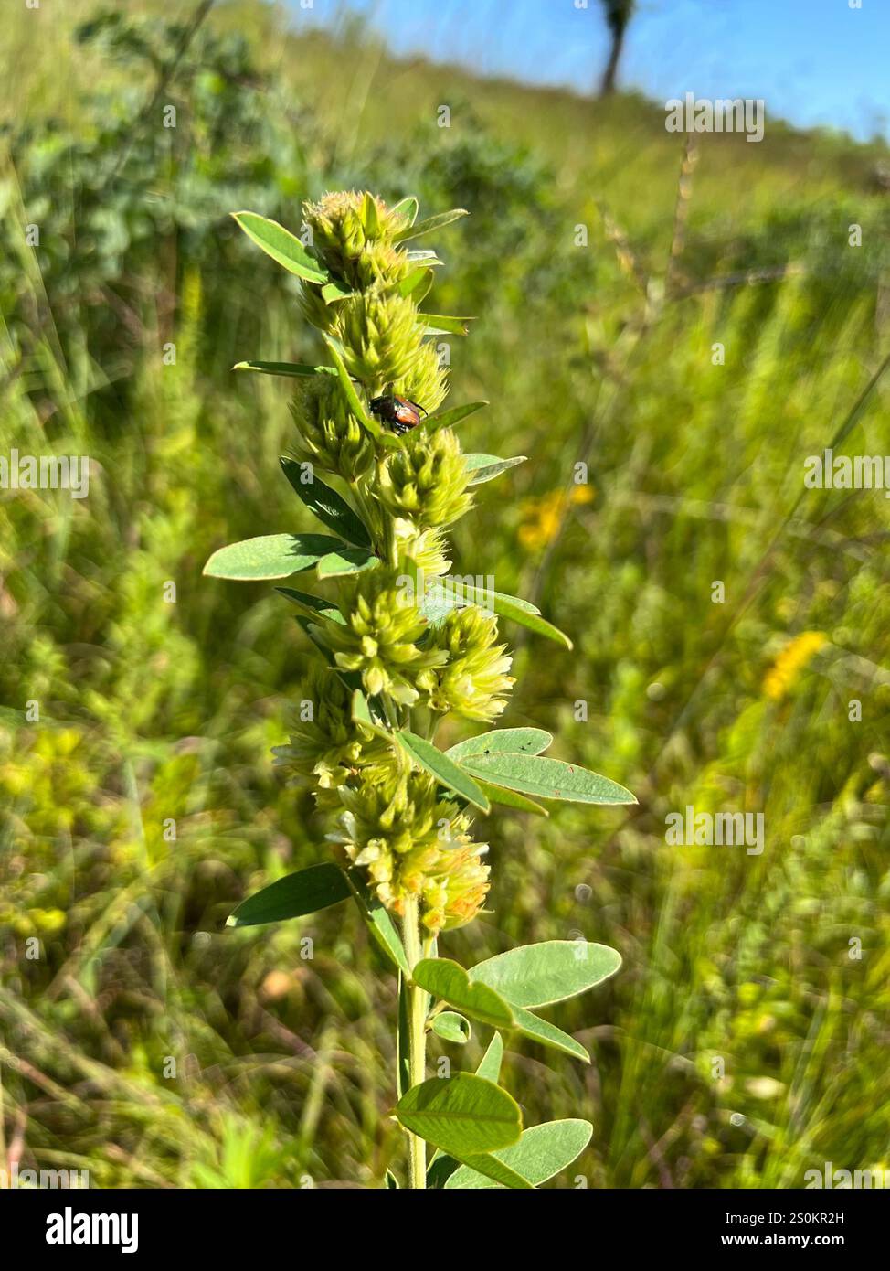 round-headed bush clover (Lespedeza capitata Stock Photo - Alamy