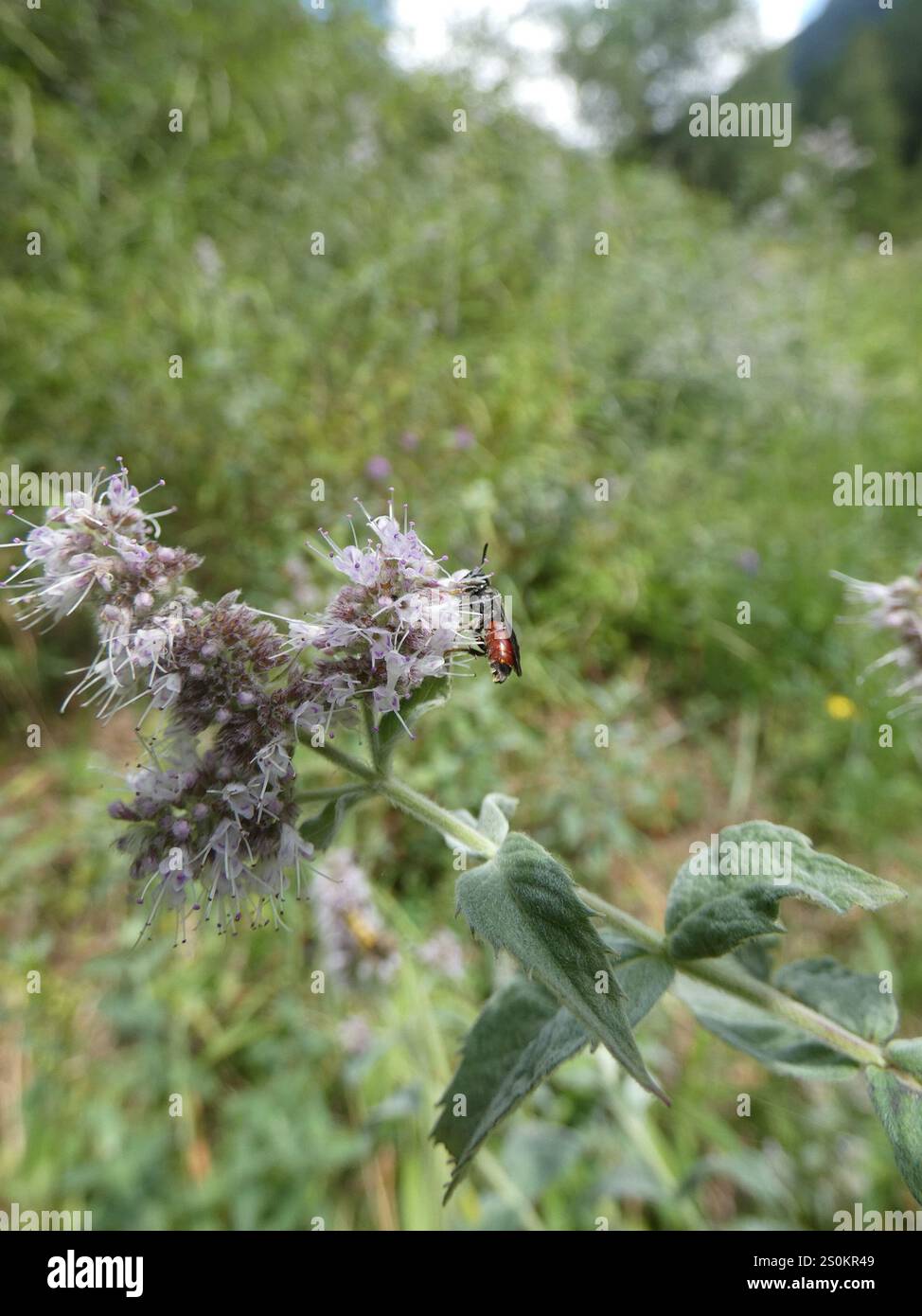 Apoid wasps hi-res stock photography and images - Alamy