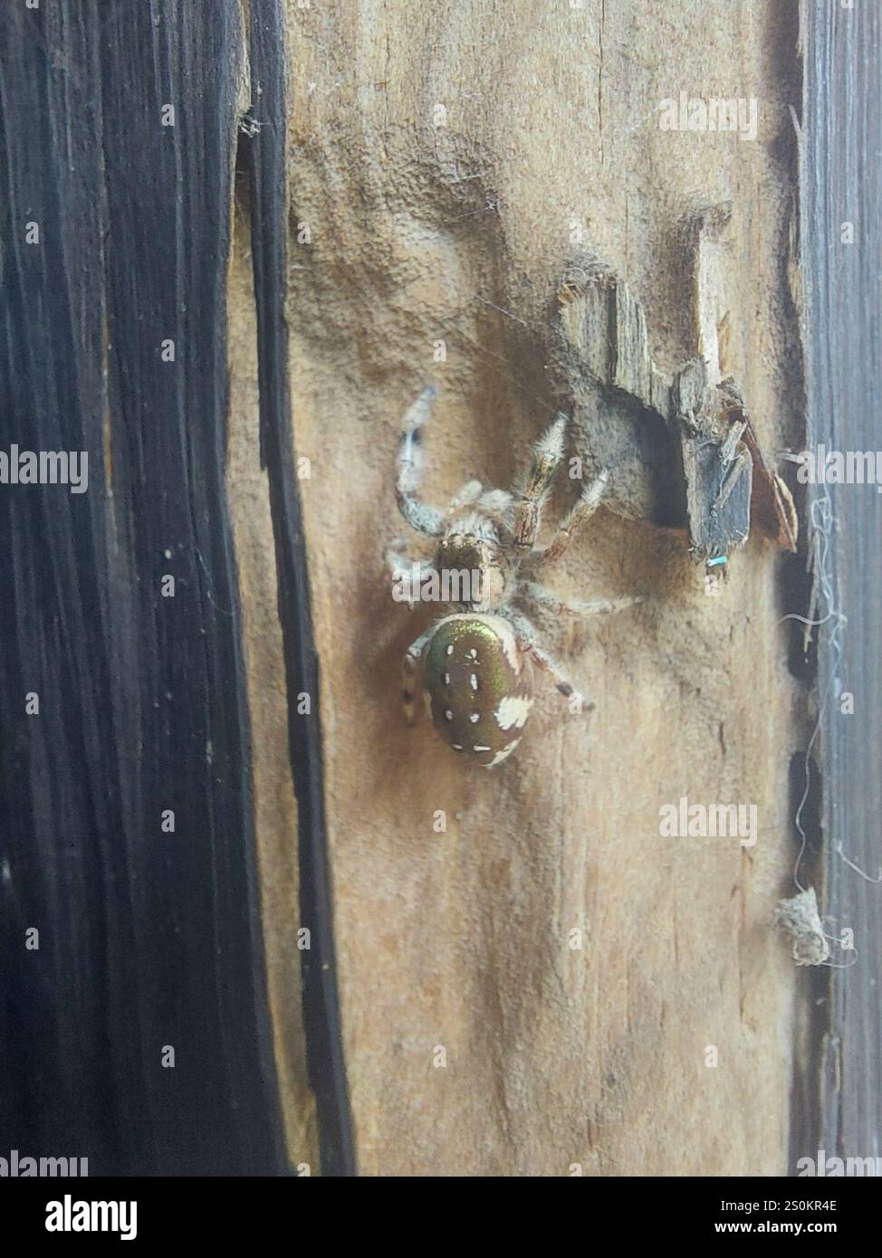 Golden Jumping Spider (Paraphidippus aurantius Stock Photo - Alamy