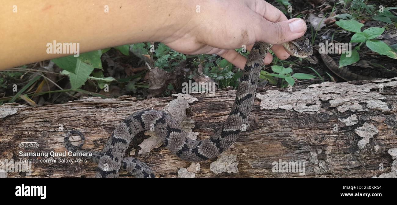 False Fer-de-lance (Xenodon rabdocephalus Stock Photo - Alamy