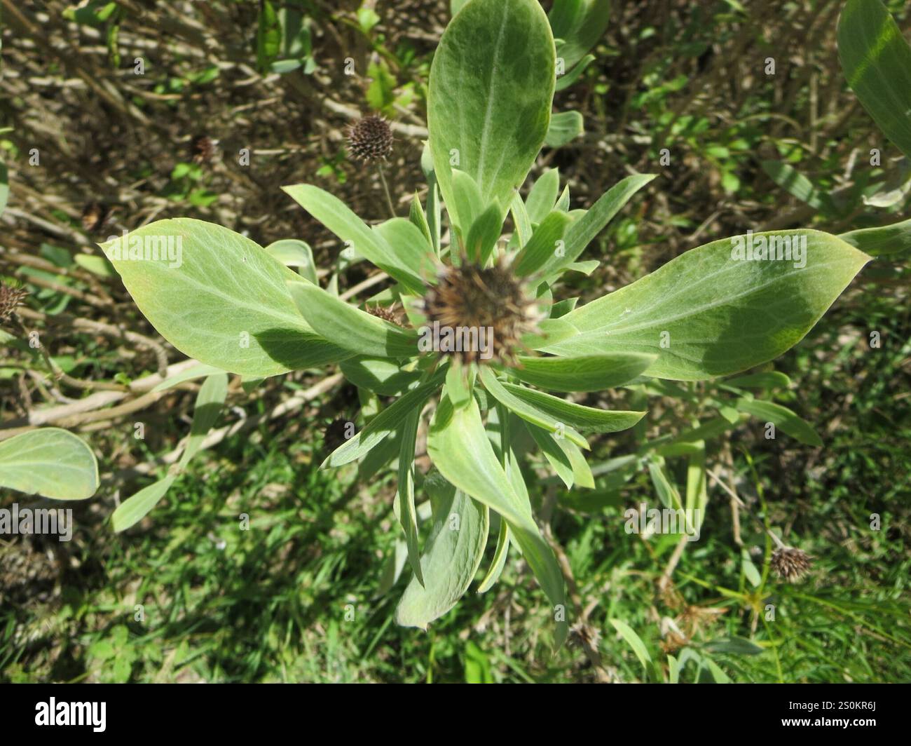 sea ox-eye (Borrichia frutescens Stock Photo - Alamy