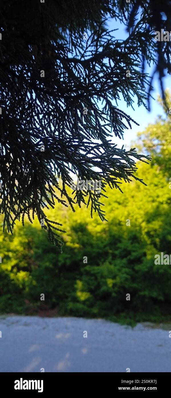 Foetid juniper juniperus foetidissima hi-res stock photography and ...