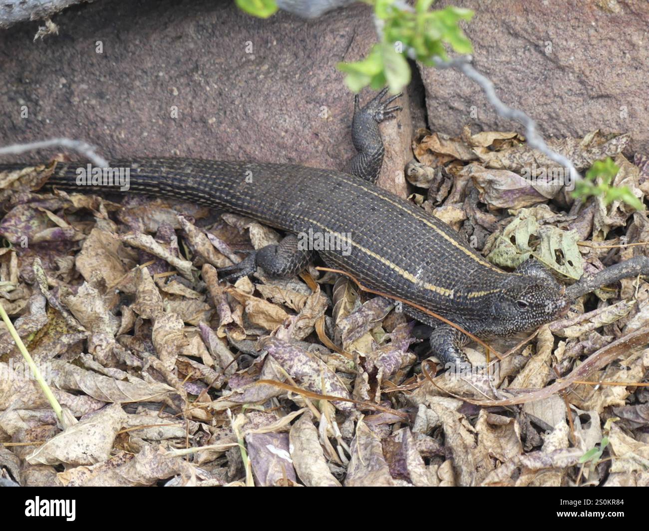 Common Giant Plated Lizard (Matobosaurus validus Stock Photo - Alamy