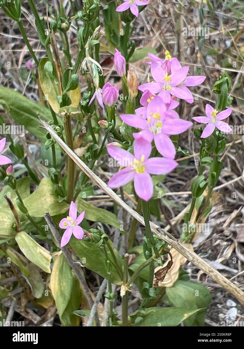 Common centaury (Centaurium erythraea Stock Photo - Alamy