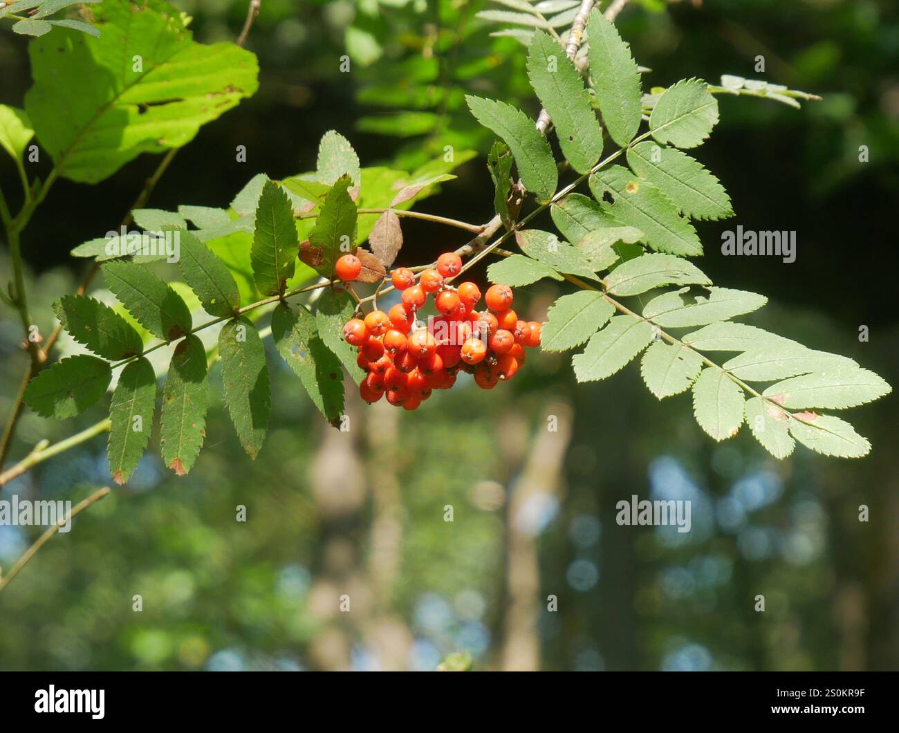 European mountain ash (Sorbus aucuparia Stock Photo - Alamy