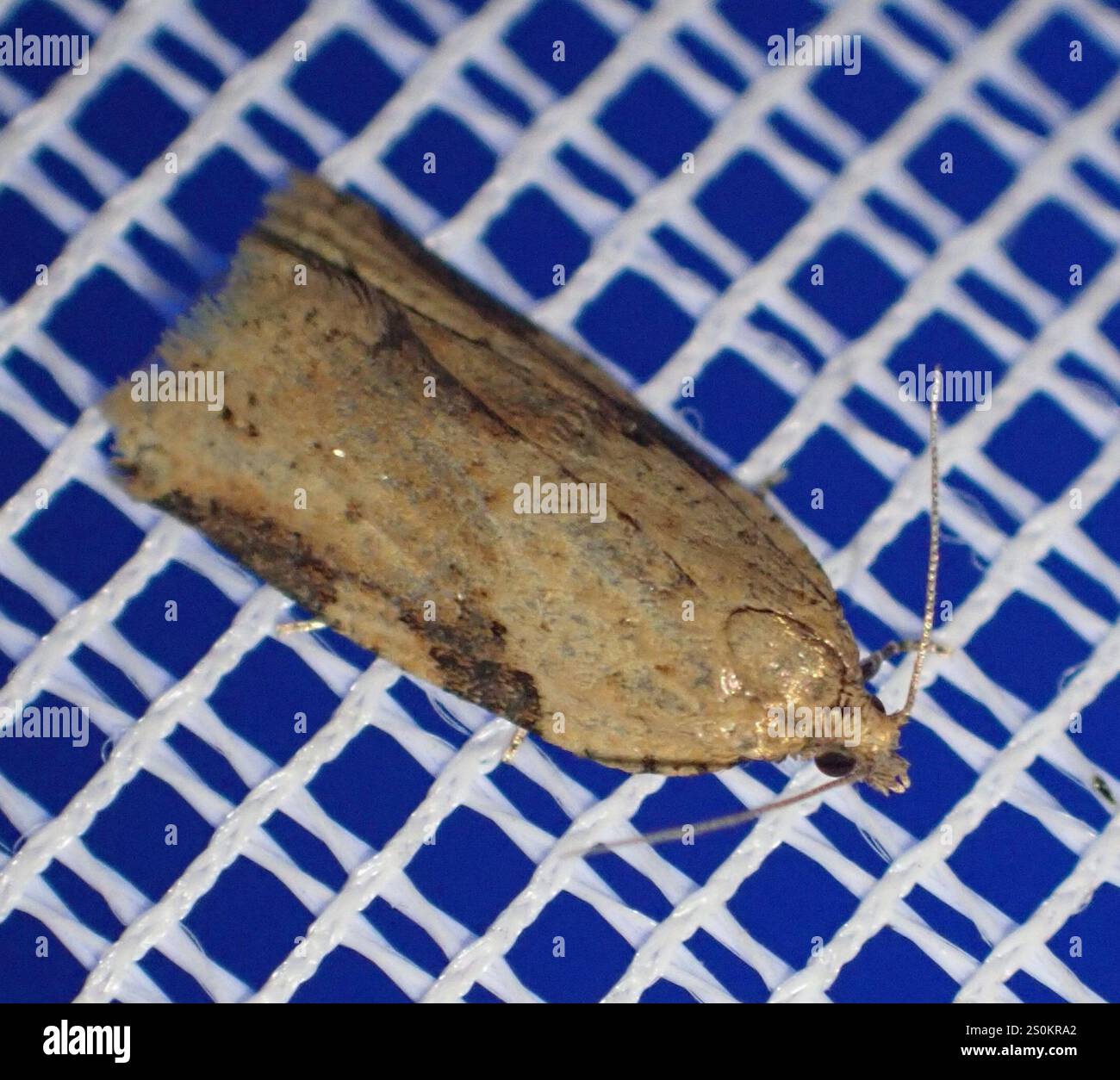 Cyclamen tortrix hi-res stock photography and images - Alamy