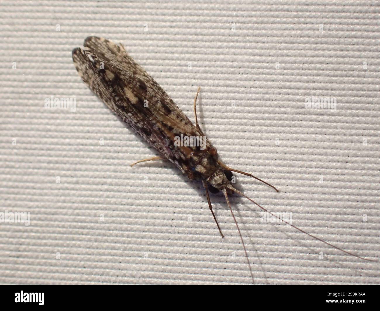 Net-spinning Caddisflies (Hydropsychidae Stock Photo - Alamy