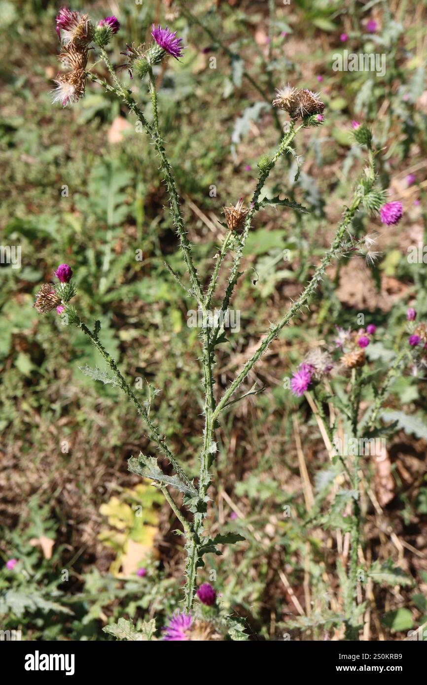 Welted Thistle (Carduus crispus Stock Photo - Alamy