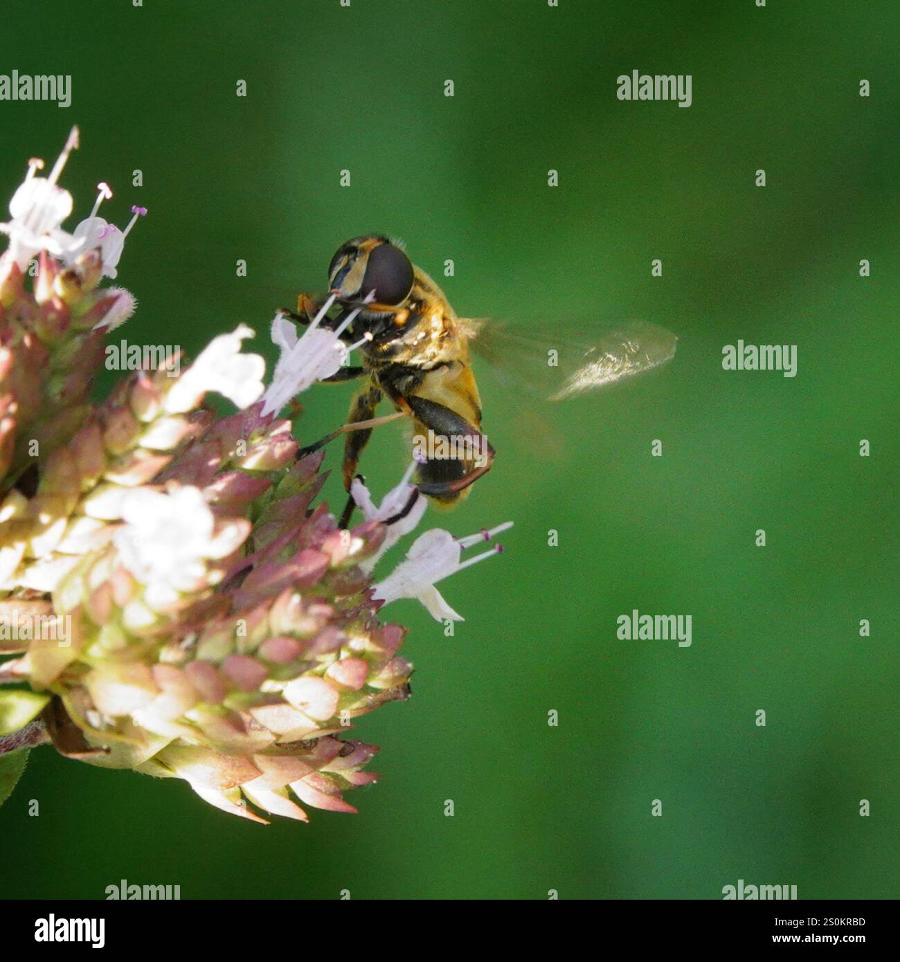 Sun Fly (Helophilus pendulus Stock Photo - Alamy