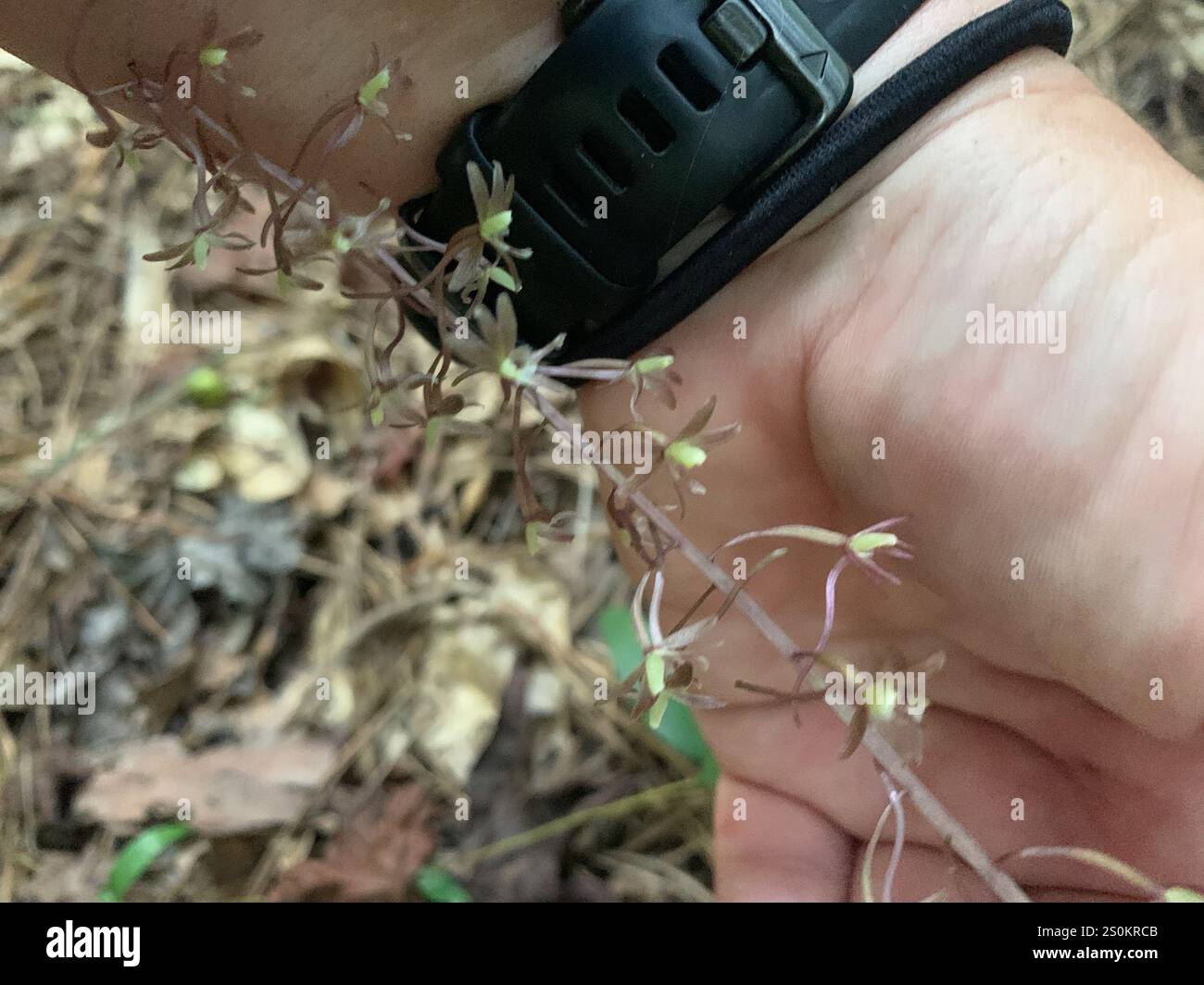 crane-fly orchid (Tipularia discolor Stock Photo - Alamy