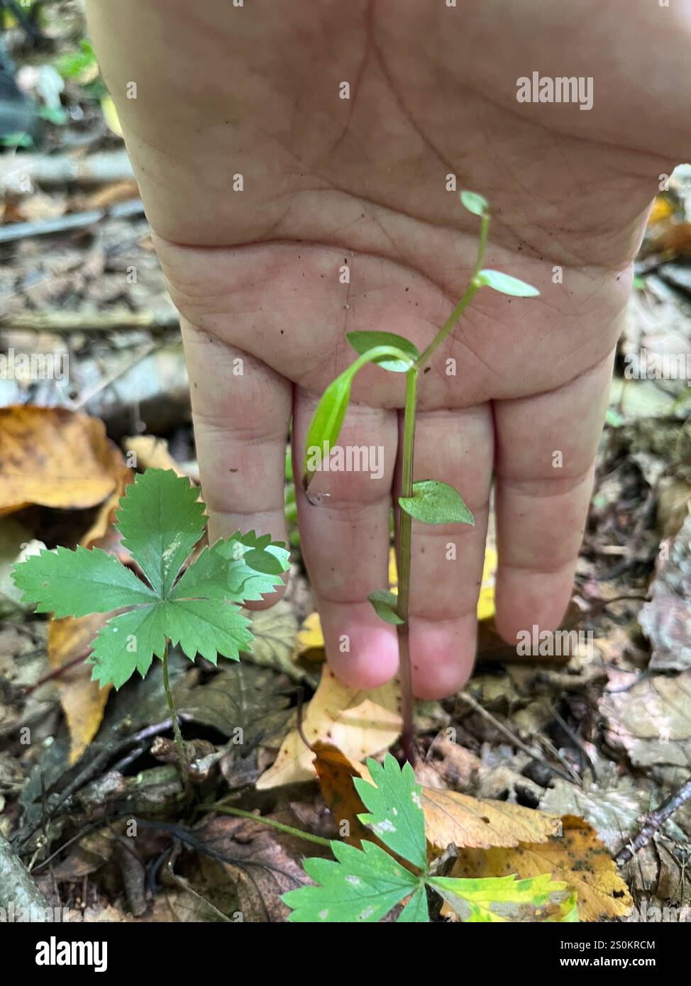 three birds orchid (Triphora trianthophoros Stock Photo - Alamy