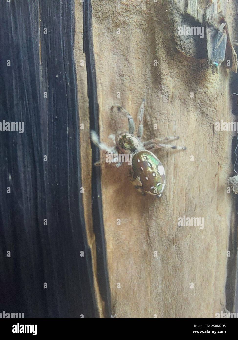 Golden Jumping Spider (Paraphidippus aurantius Stock Photo - Alamy