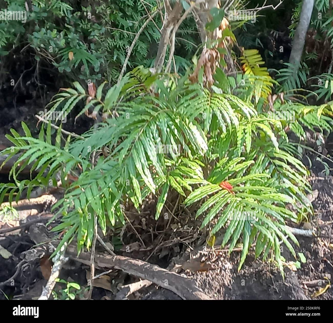Giant Vine Fern (Stenochlaena tenuifolia Stock Photo - Alamy