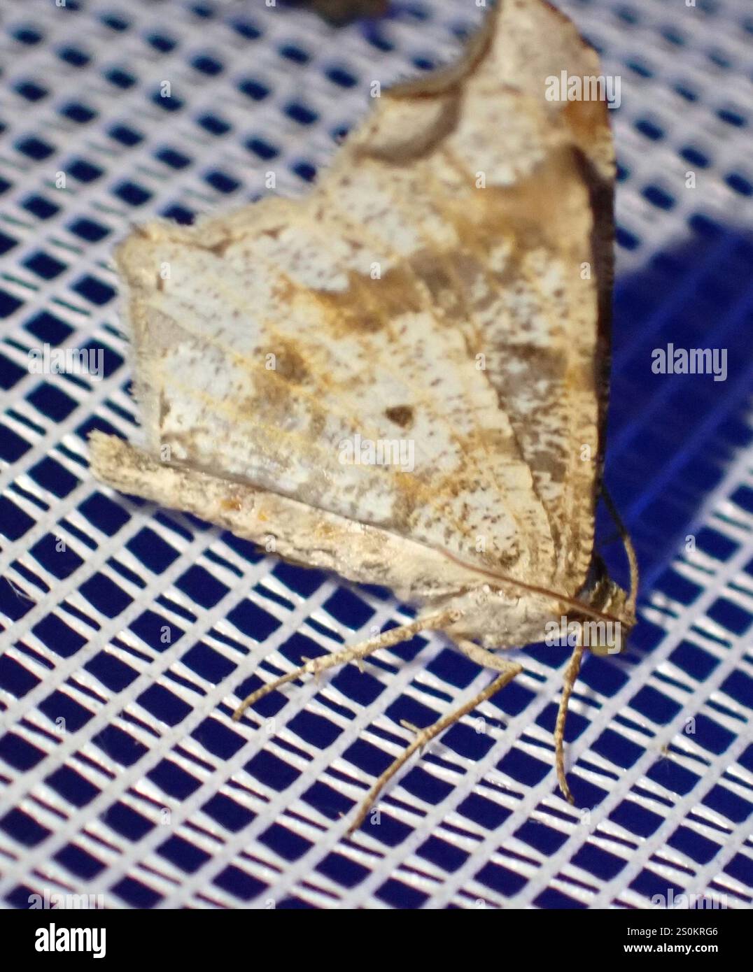 Sharp-angled Peacock Moth (Macaria alternata Stock Photo - Alamy