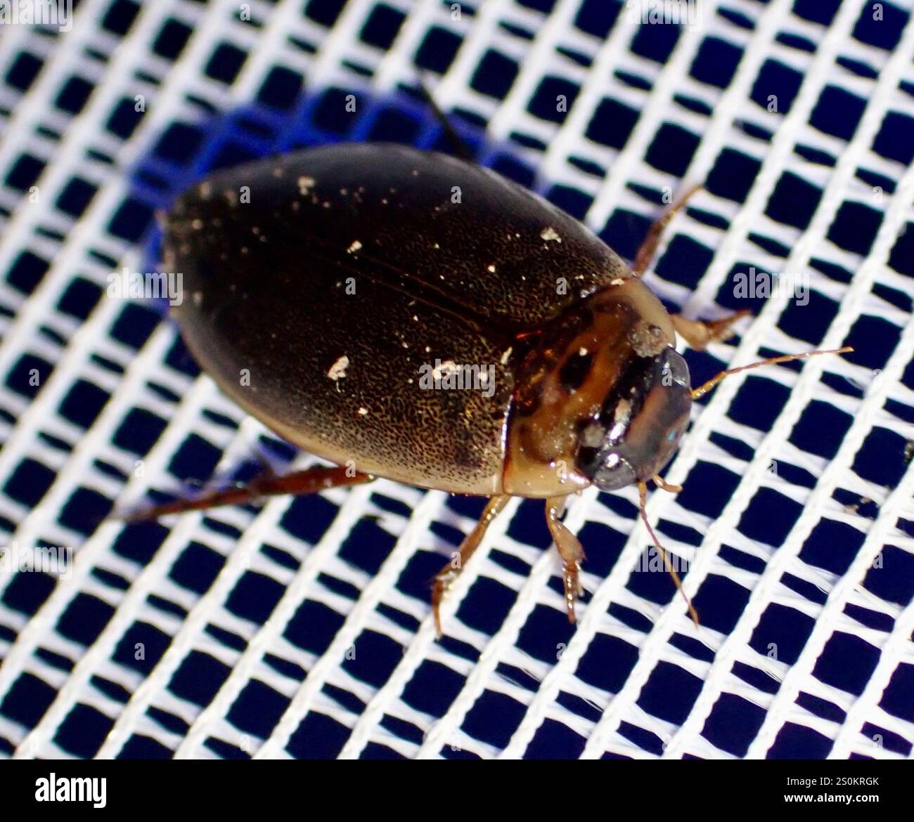 Cosmopolitan Diving Beetle (Rhantus suturalis Stock Photo - Alamy