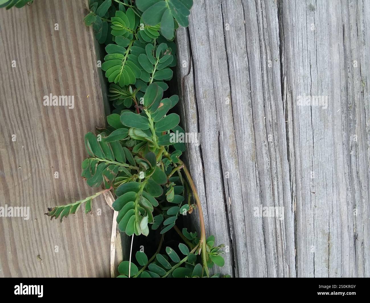 Chamberbitter (Phyllanthus urinaria Stock Photo - Alamy
