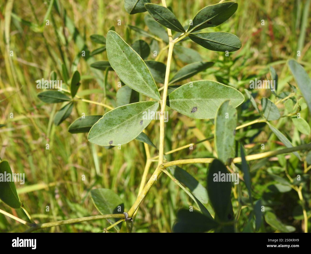 white wild indigo (Baptisia alba Stock Photo - Alamy