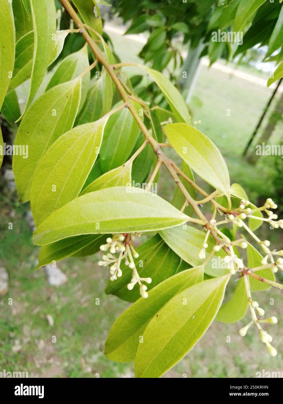 Cinnamon tree (Cinnamomum burmanni Stock Photo - Alamy