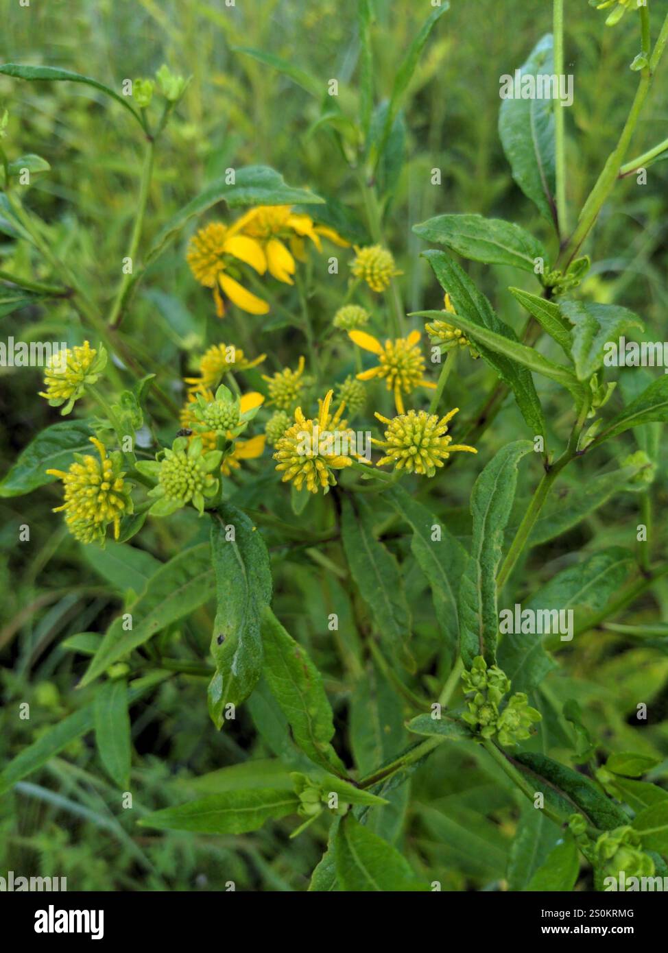 Wingstem (Verbesina alternifolia Stock Photo - Alamy