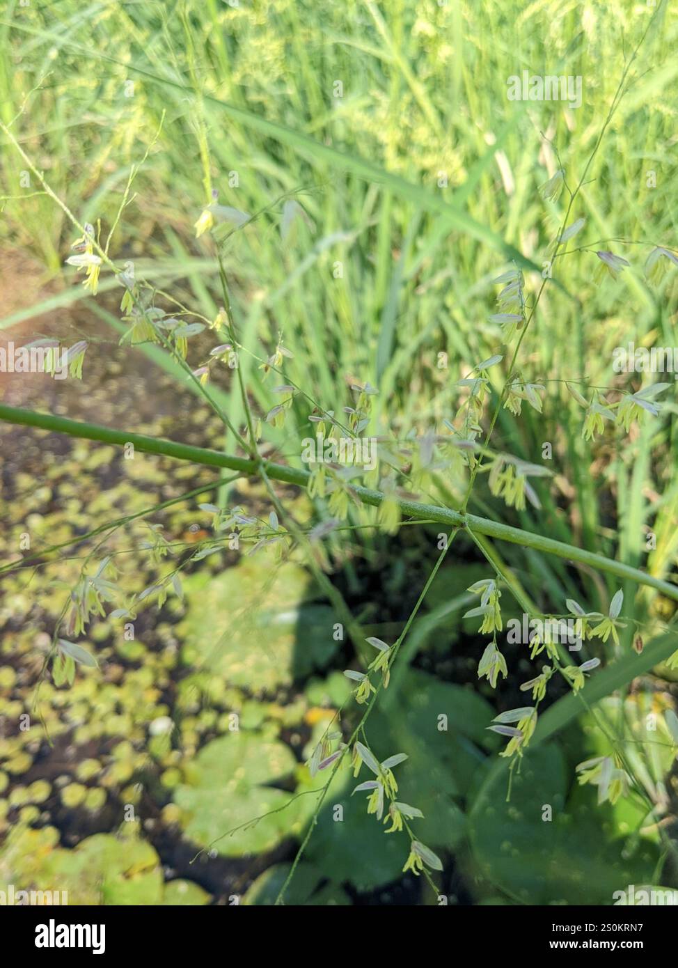 annual wild rice (Zizania aquatica Stock Photo - Alamy