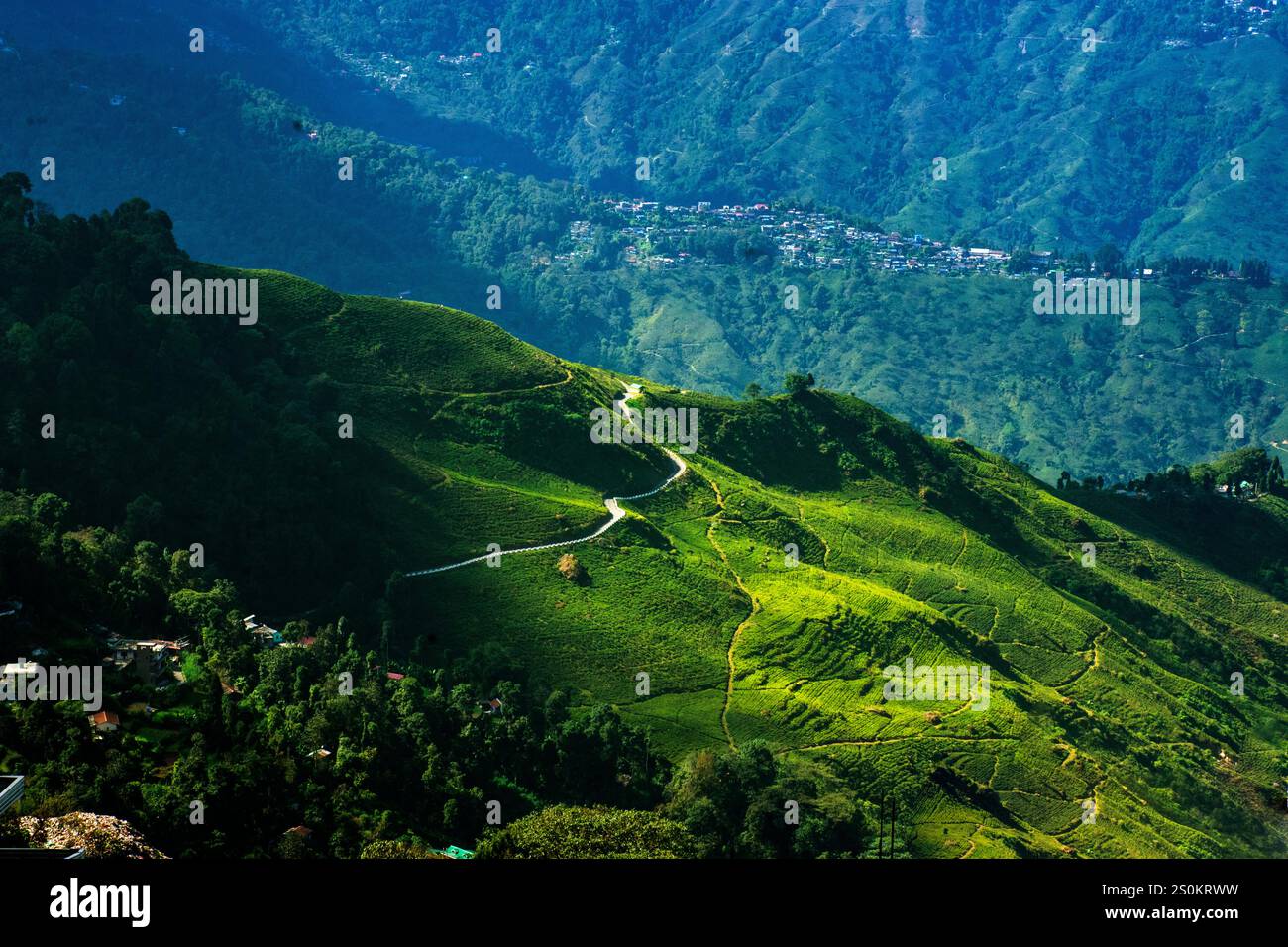 Ariel view of Bijanbari tea estates, Darjeeling Stock Photo - Alamy