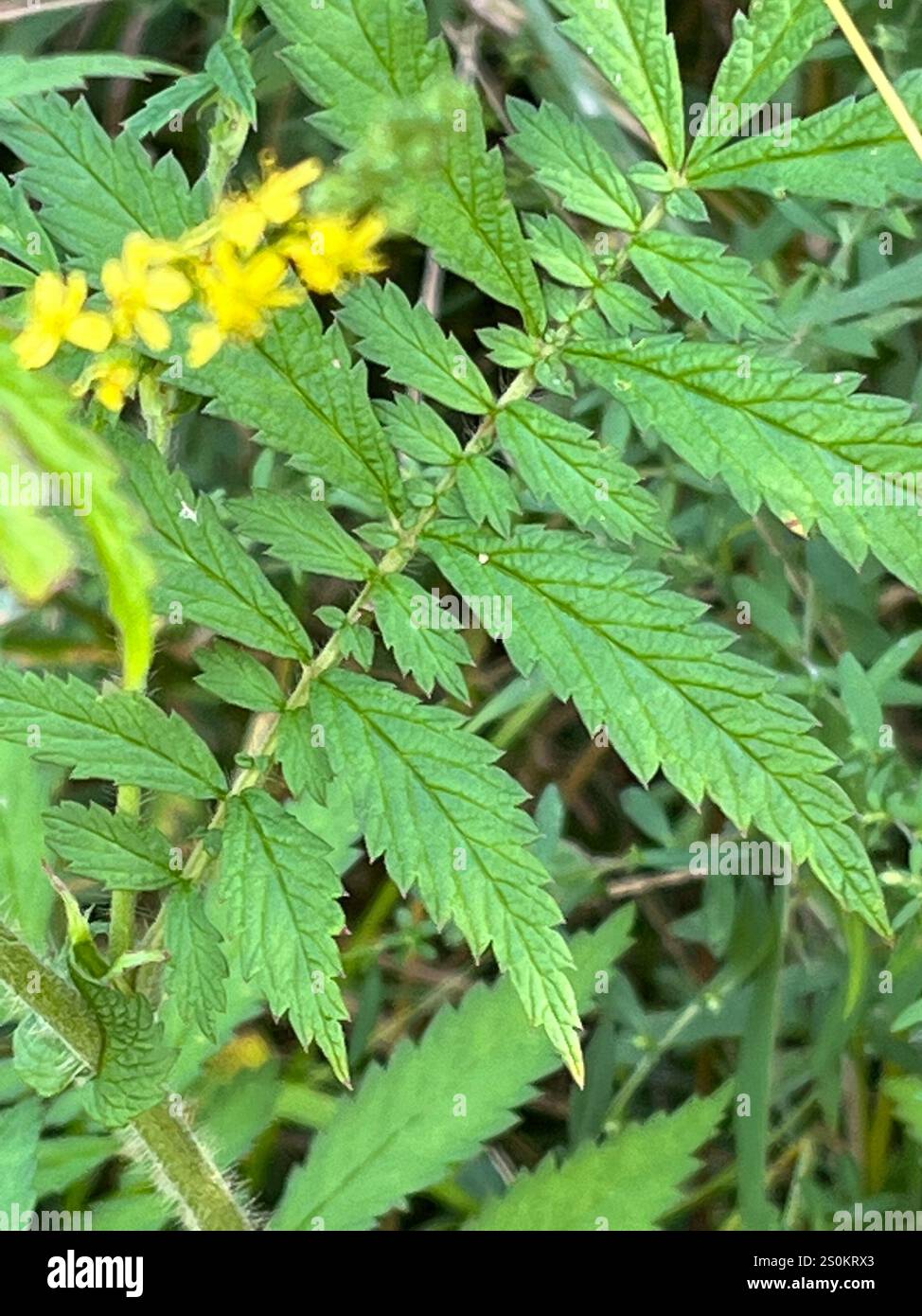 swamp agrimony (Agrimonia parviflora Stock Photo - Alamy