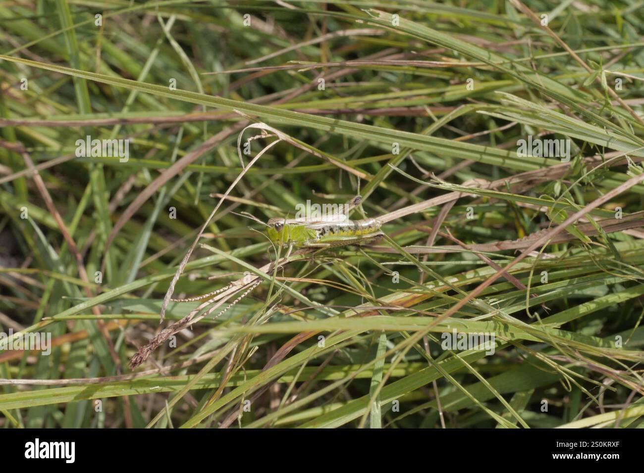 Water-meadow Grasshopper (Pseudochorthippus montanus Stock Photo - Alamy