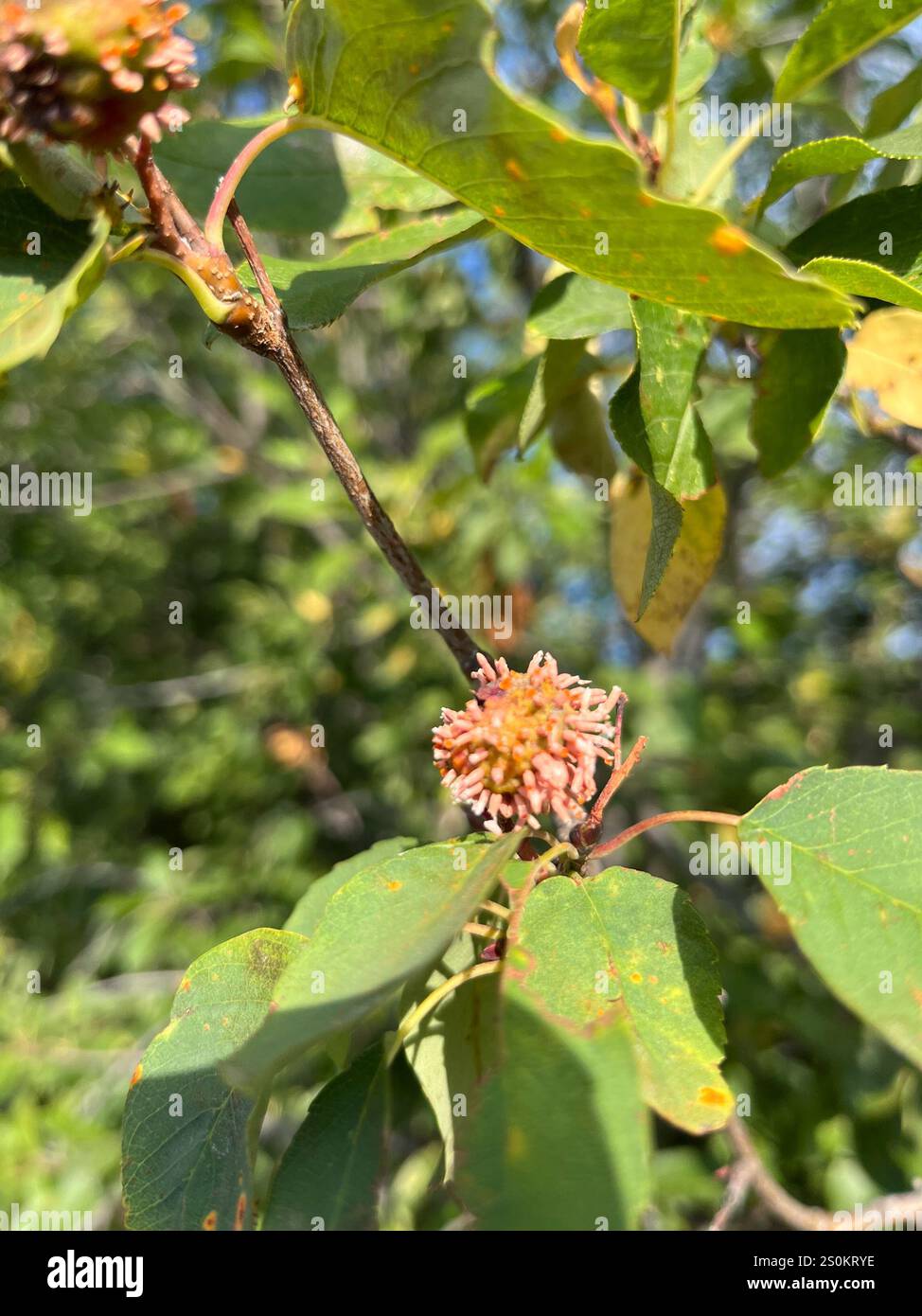 Cedar-Hawthorn Rust (Gymnosporangium globosum Stock Photo - Alamy