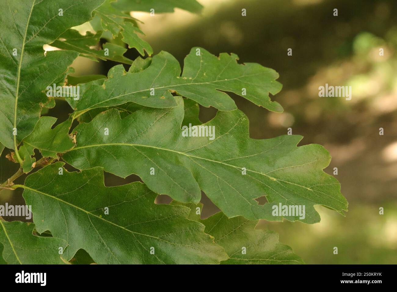 Turkey Oak (Quercus cerris Stock Photo - Alamy