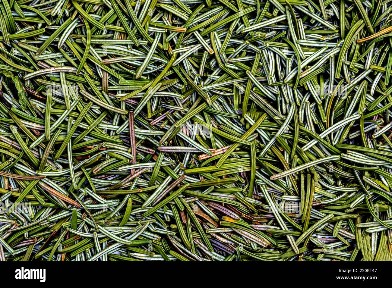 Christmas tree needles texture background Stock Photo - Alamy