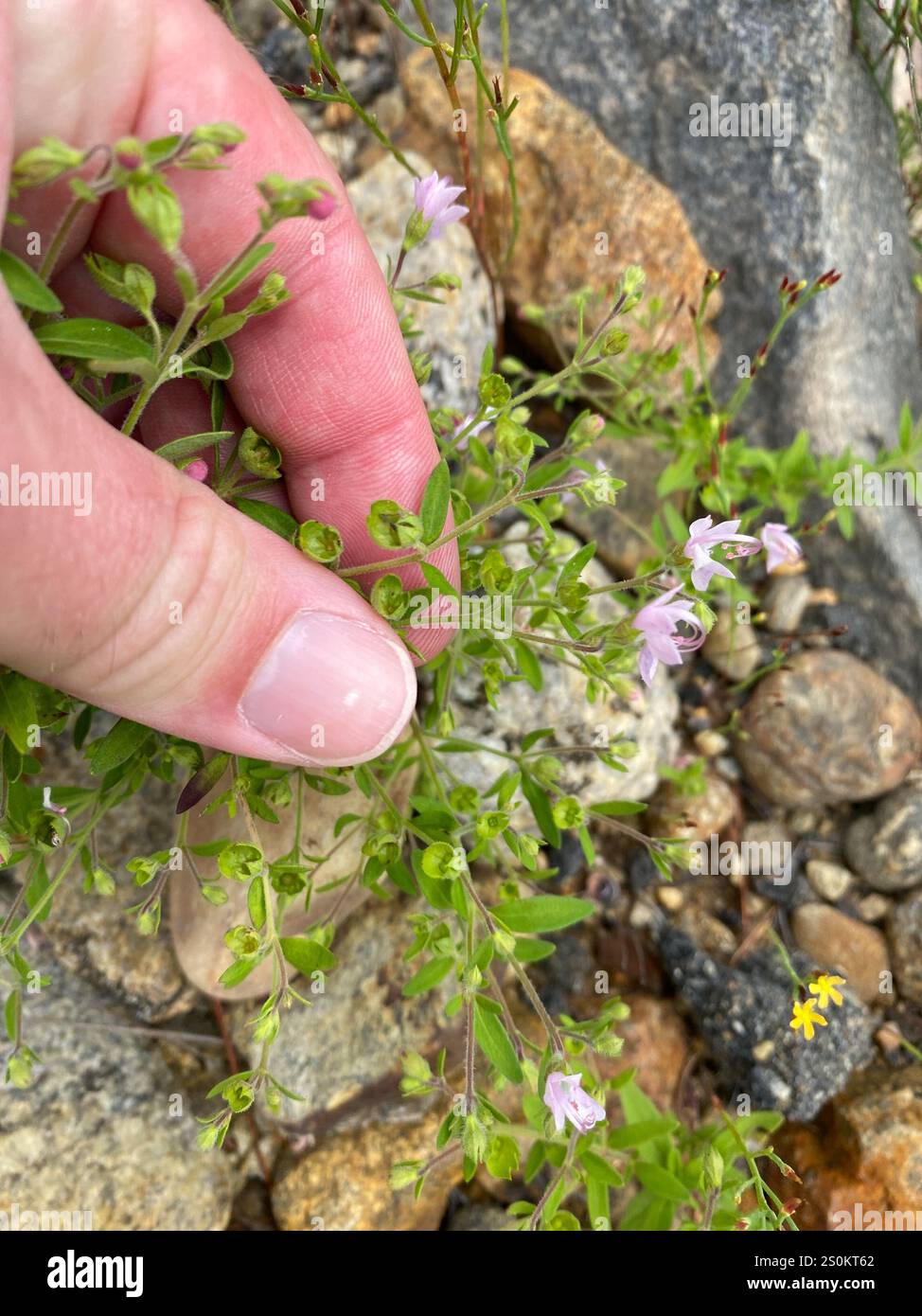 Blue Curls (Trichostema dichotomum Stock Photo - Alamy