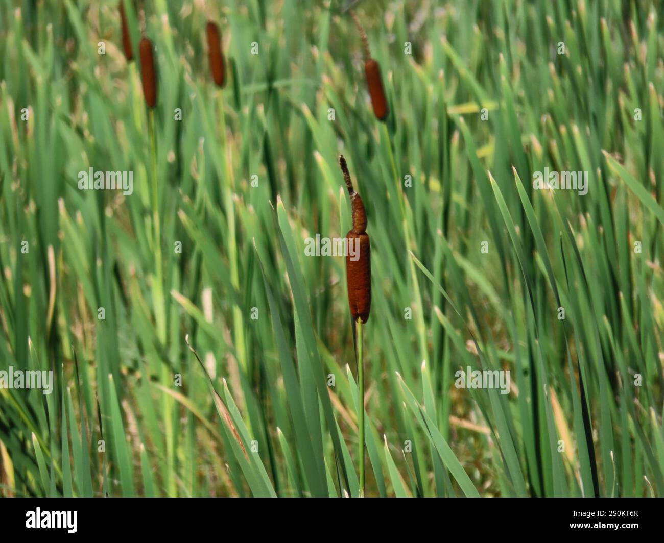 broadleaf cattail (Typha latifolia Stock Photo - Alamy