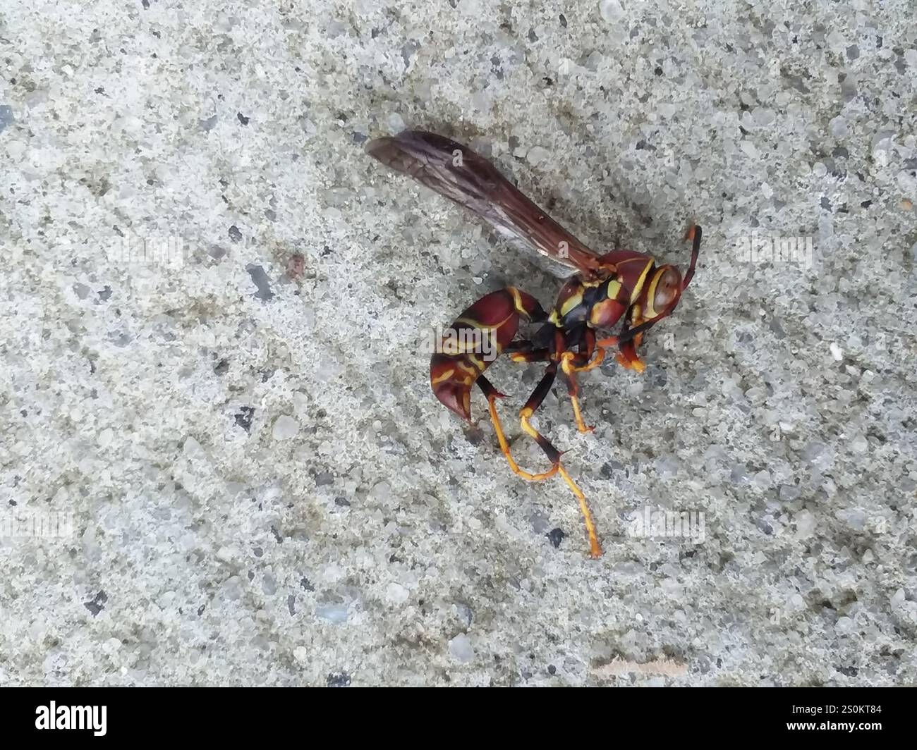 Paper Wasps (Polistinae Stock Photo - Alamy