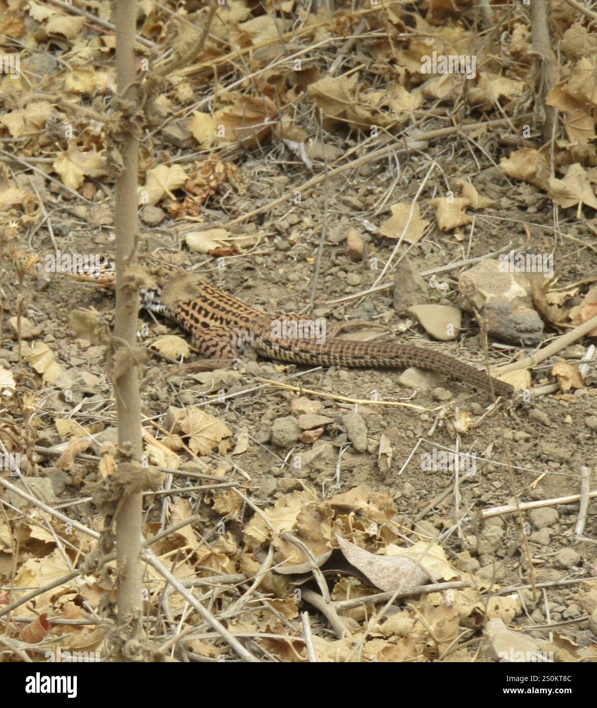 Western Whiptail (Aspidoscelis tigris Stock Photo - Alamy